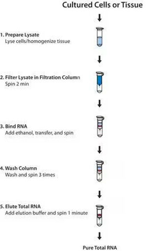 GenElute Mammalian RNA Kit Sigma Aldrich | OneLab